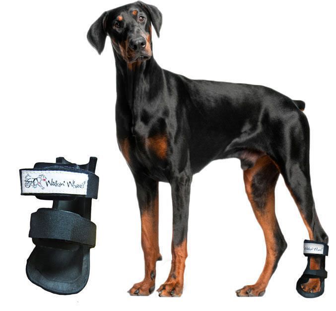 Health Management and Leadership Portal | Ankle veterinary splint / dog ...