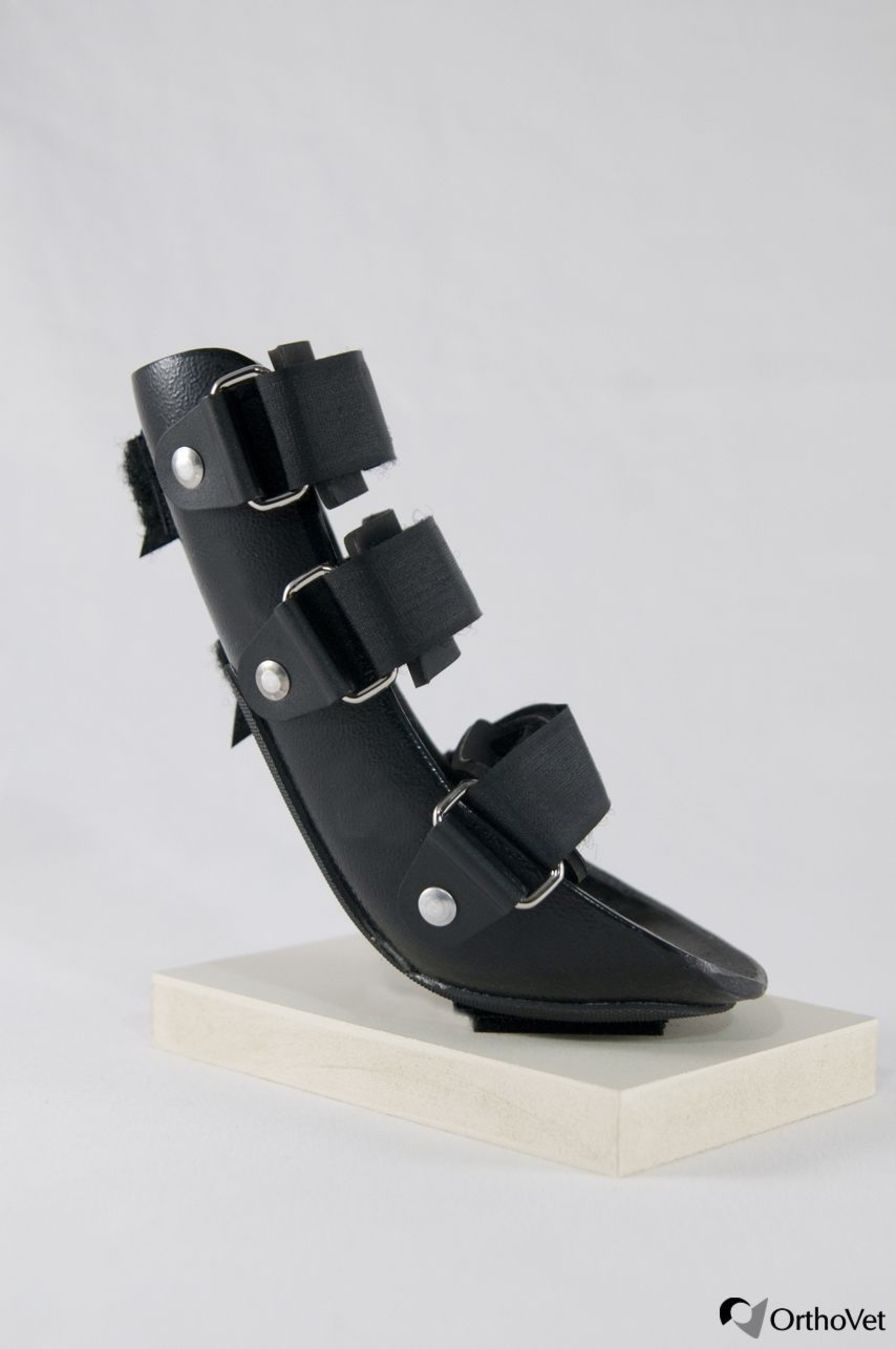 Health Management and Leadership Portal | Leg veterinary splint / for ...