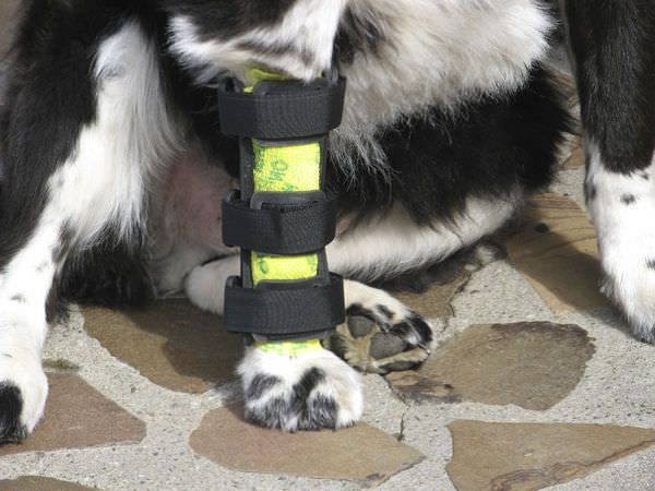Health Management and Leadership Portal | Leg veterinary splint / for ...