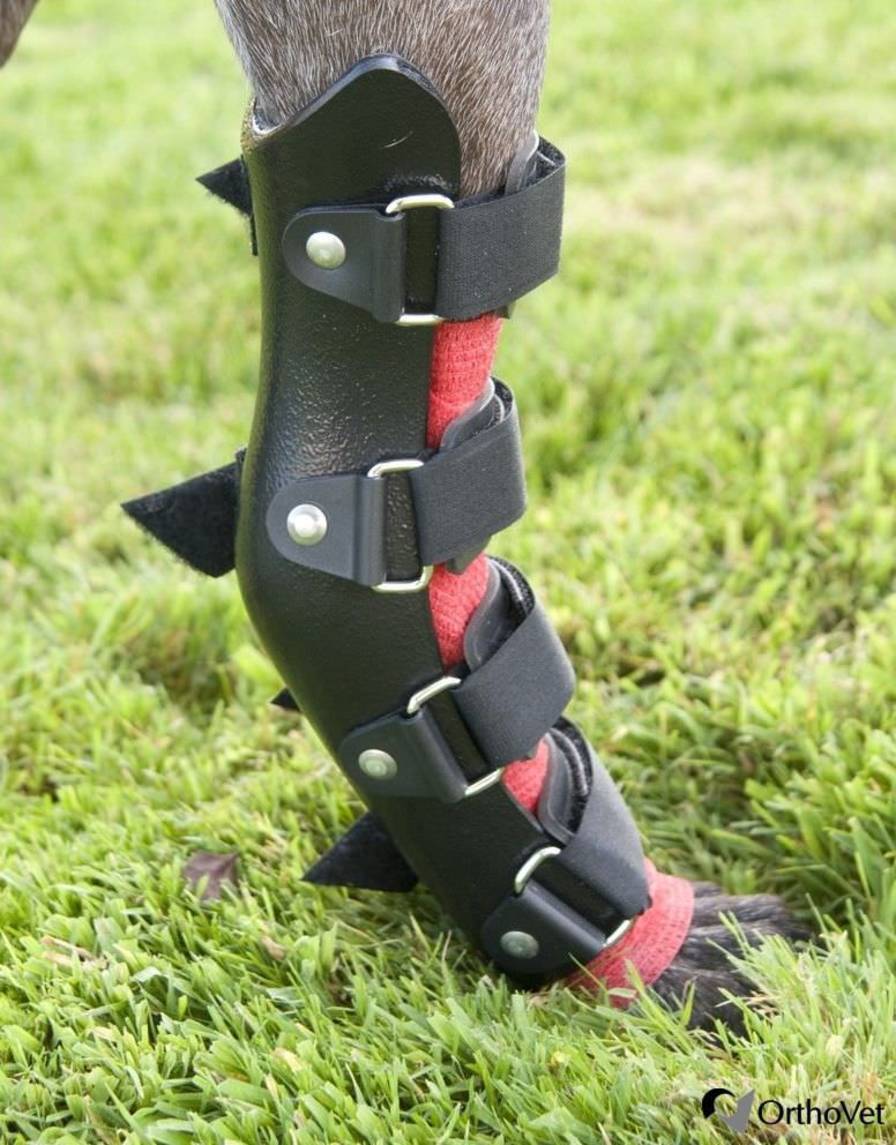 Health Management and Leadership Portal | Leg veterinary splint / for ...