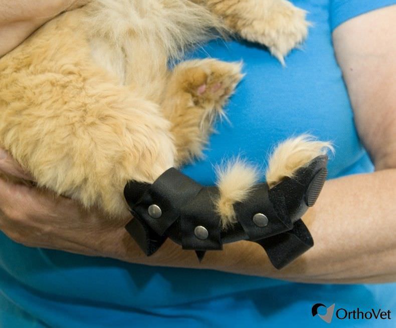 Health Management and Leadership Portal | Leg veterinary splint / for ...