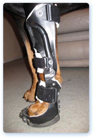 Health Management and Leadership Portal | Reeducation sling / dog Toe ...