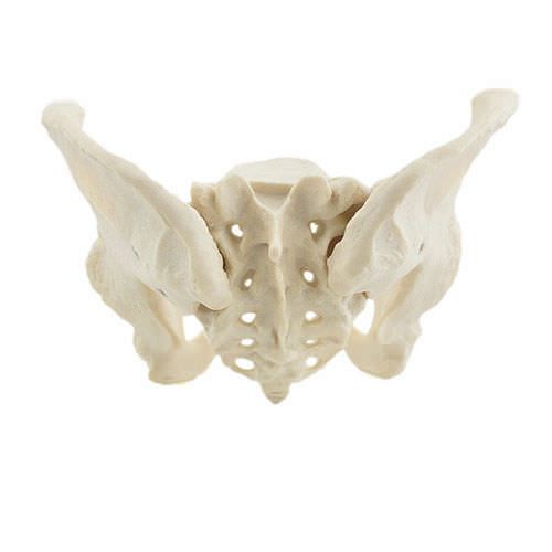 Health Management and Leadership Portal | Skeleton anatomical model ...