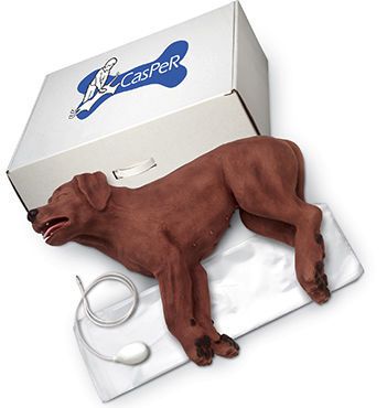 Health Management and Leadership Portal | CPR training manikin ...