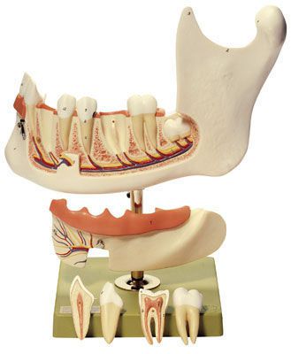 Health Management and Leadership Portal | Mandible anatomical model ES ...