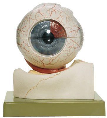 Health Management and Leadership Portal | Eye anatomical model CS 1 ...