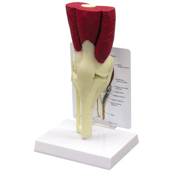 Health Management and Leadership Portal | Joints anatomical model ...