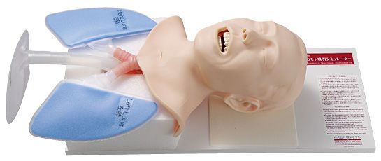 Health Management and Leadership Portal | Sciatic nerve anatomical ...