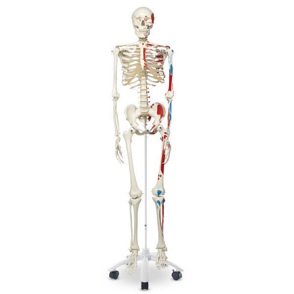 Health Management and Leadership Portal | Skeleton anatomical model ...