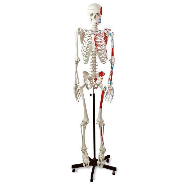 Health Management and Leadership Portal | Skeleton anatomical model ...
