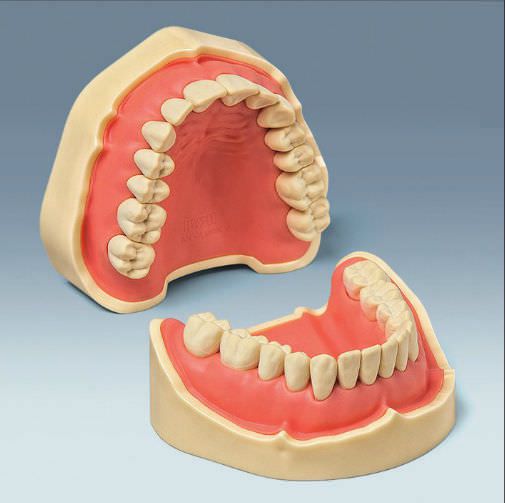 Health Management and Leadership Portal | Denture anatomical model ANA ...