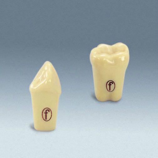 Health Management and Leadership Portal | Denture anatomical model A-3 ...