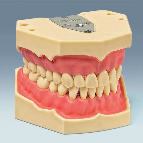 Health Management and Leadership Portal | Dental care training manikin ...