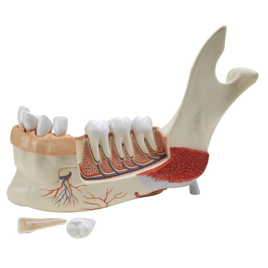 Health Management and Leadership Portal | Mandible anatomical model ...