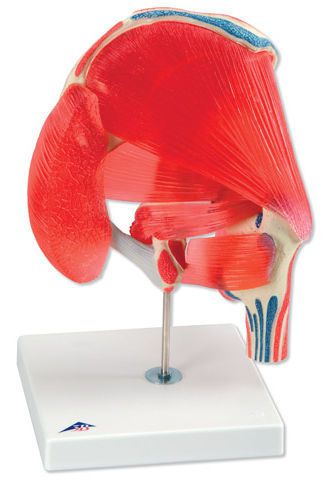Health Management and Leadership Portal | Muscle fiber anatomical model ...