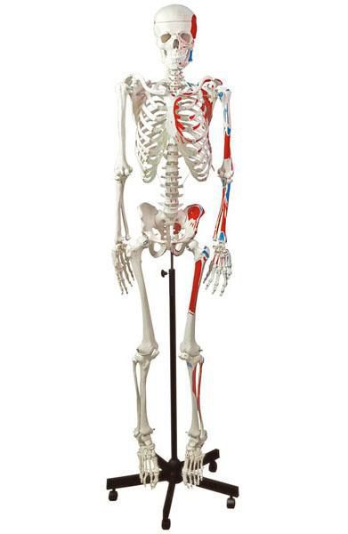Health Management and Leadership Portal | Skeleton anatomical model ...