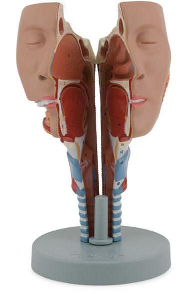 Health Management and Leadership Portal | Head anatomical model 6030.11 ...