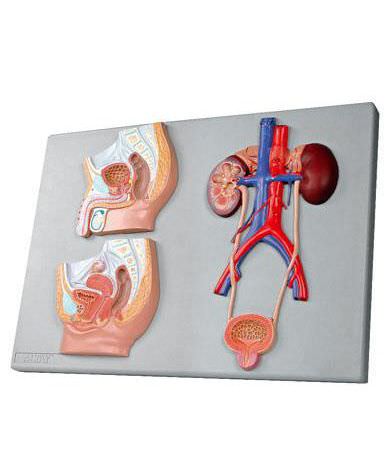 Health Management and Leadership Portal | Urinary system anatomical ...