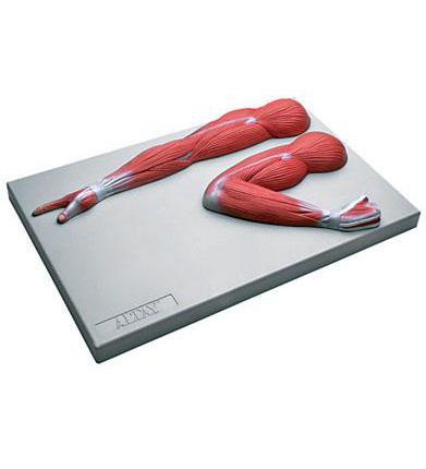 Health Management and Leadership Portal | Arm anatomical model 6000.07 ...