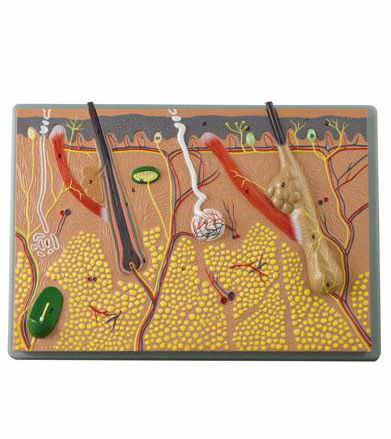 Health Management and Leadership Portal | Skin anatomical model 6202.02 ...