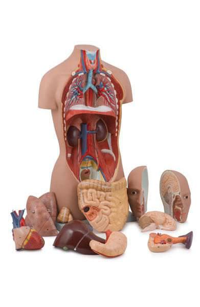 Health Management and Leadership Portal | Neuron anatomical model 6160. ...