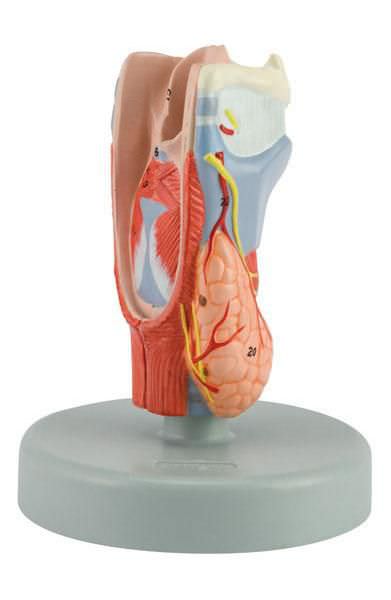 Health Management and Leadership Portal | Neuron anatomical model 6160. ...