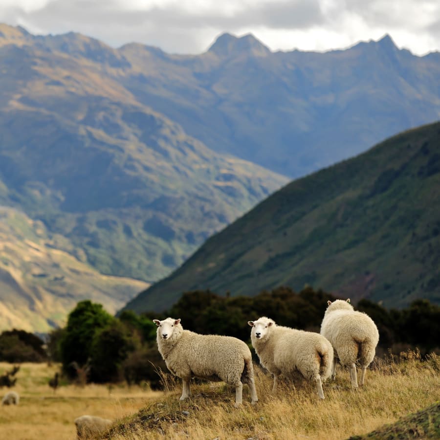 Why An Organic Wool Mattress? | Birch Natural & Organic Mattress - Birch