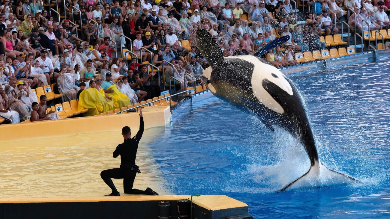 Loro Parque Tenerife: Tickets, Prices, How to Get, and Schedules ...