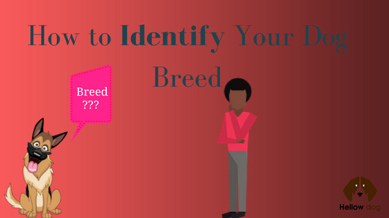 Know Your Dog Breed:Identify Dog Breed by Characteristics| Hellow dog