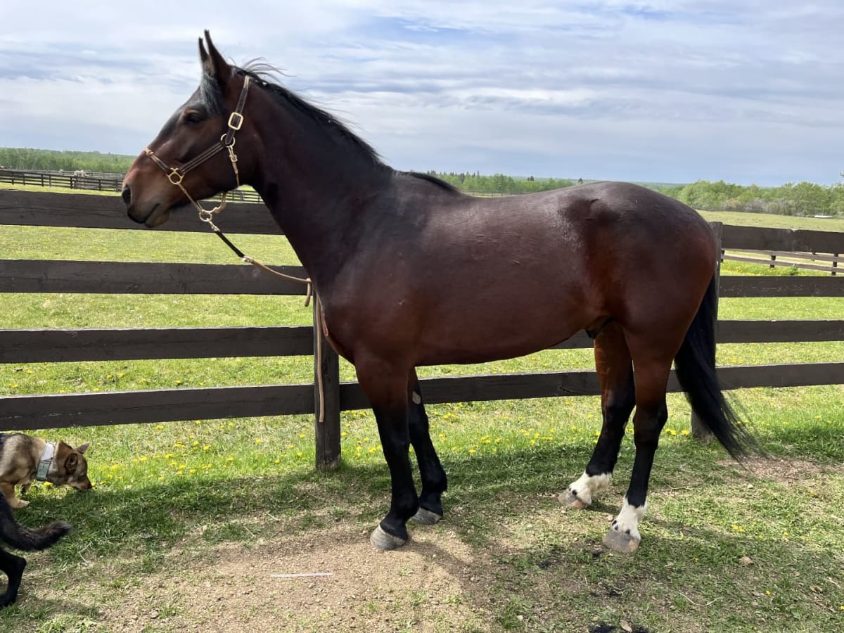 Rope Poll Straps – The Horse Education Company