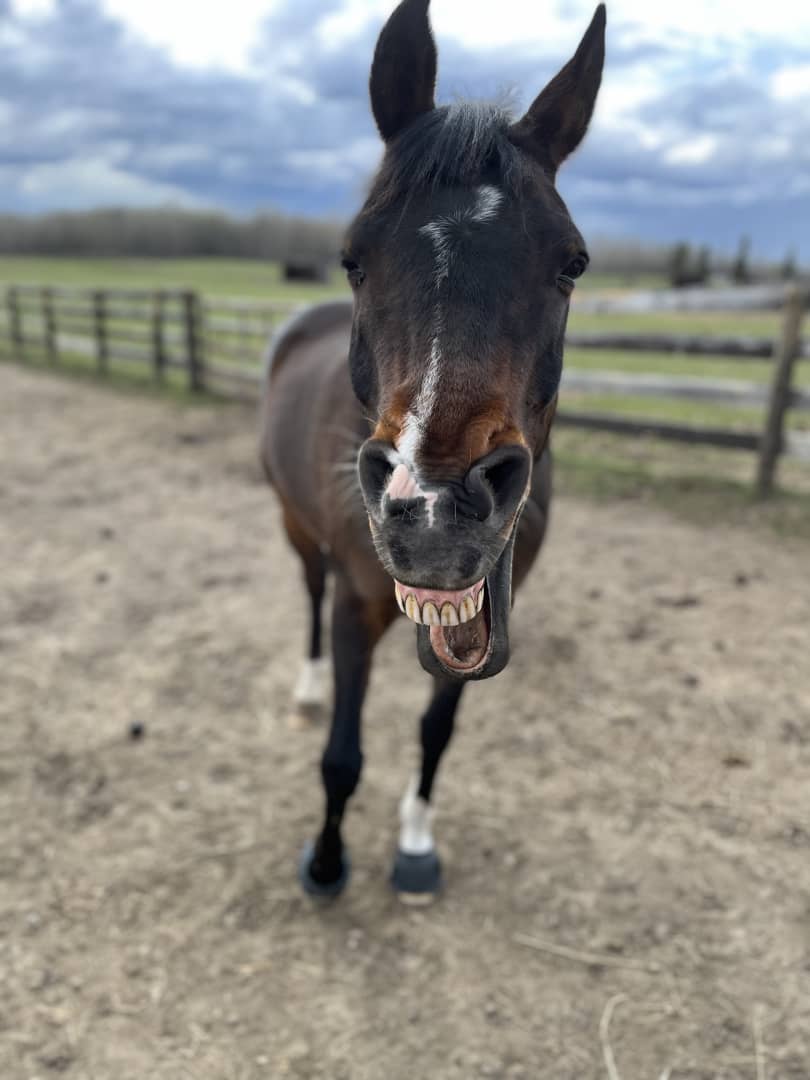 Rope Poll Straps – The Horse Education Company