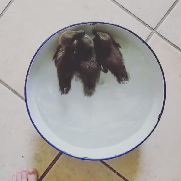 chocolate runner duckling