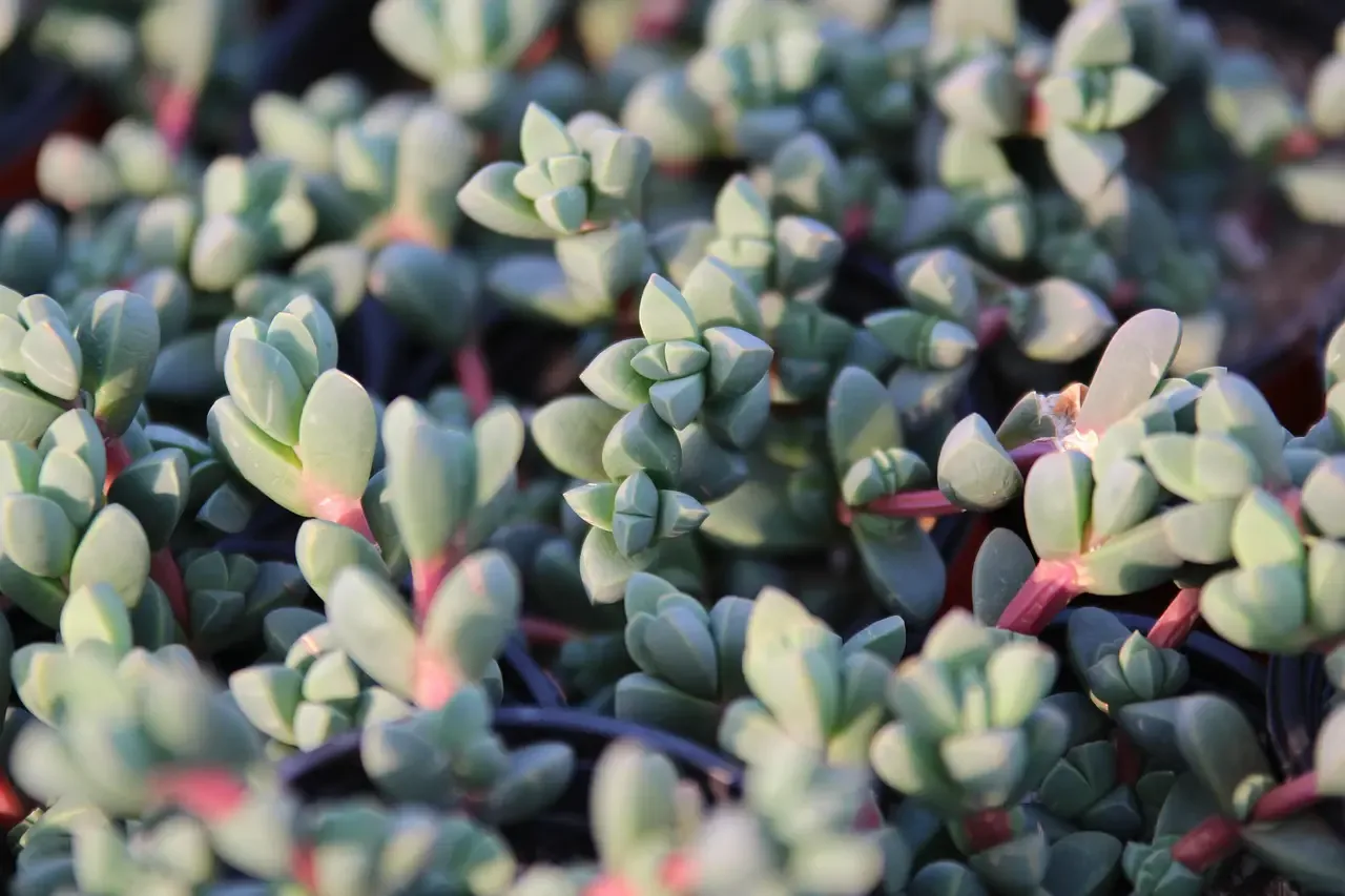 Giới thiệu về Corpuscularia lehmannii (Ice Plant) - Herbshop