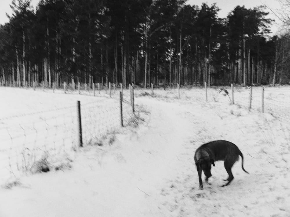 Joakim Hertze — Winter walk — Swedish portrait and editorial photographer