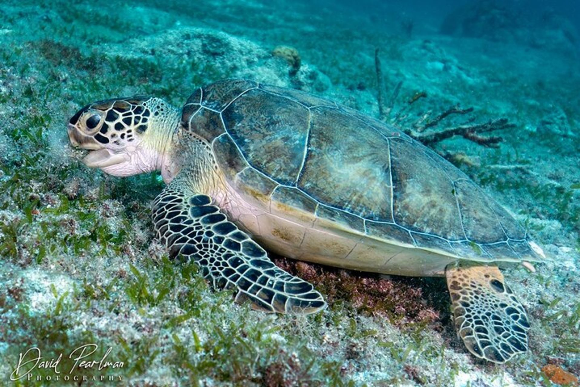 Introductory Diving in Aruba-Red Sail Sports Aruba
