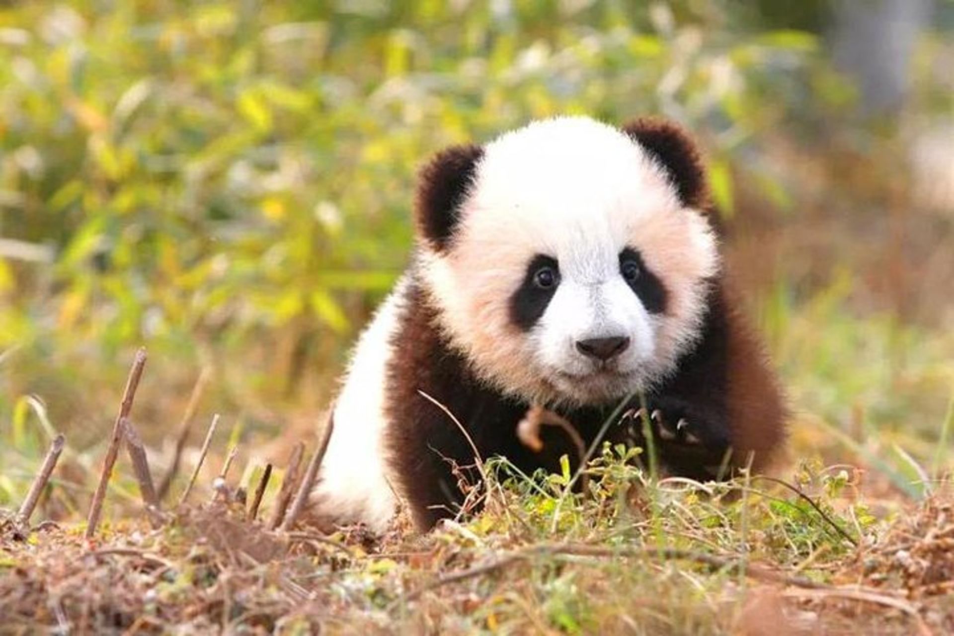 All-inclusive Xi'an Panda and Terracotta Warriors Layover Tour with ...