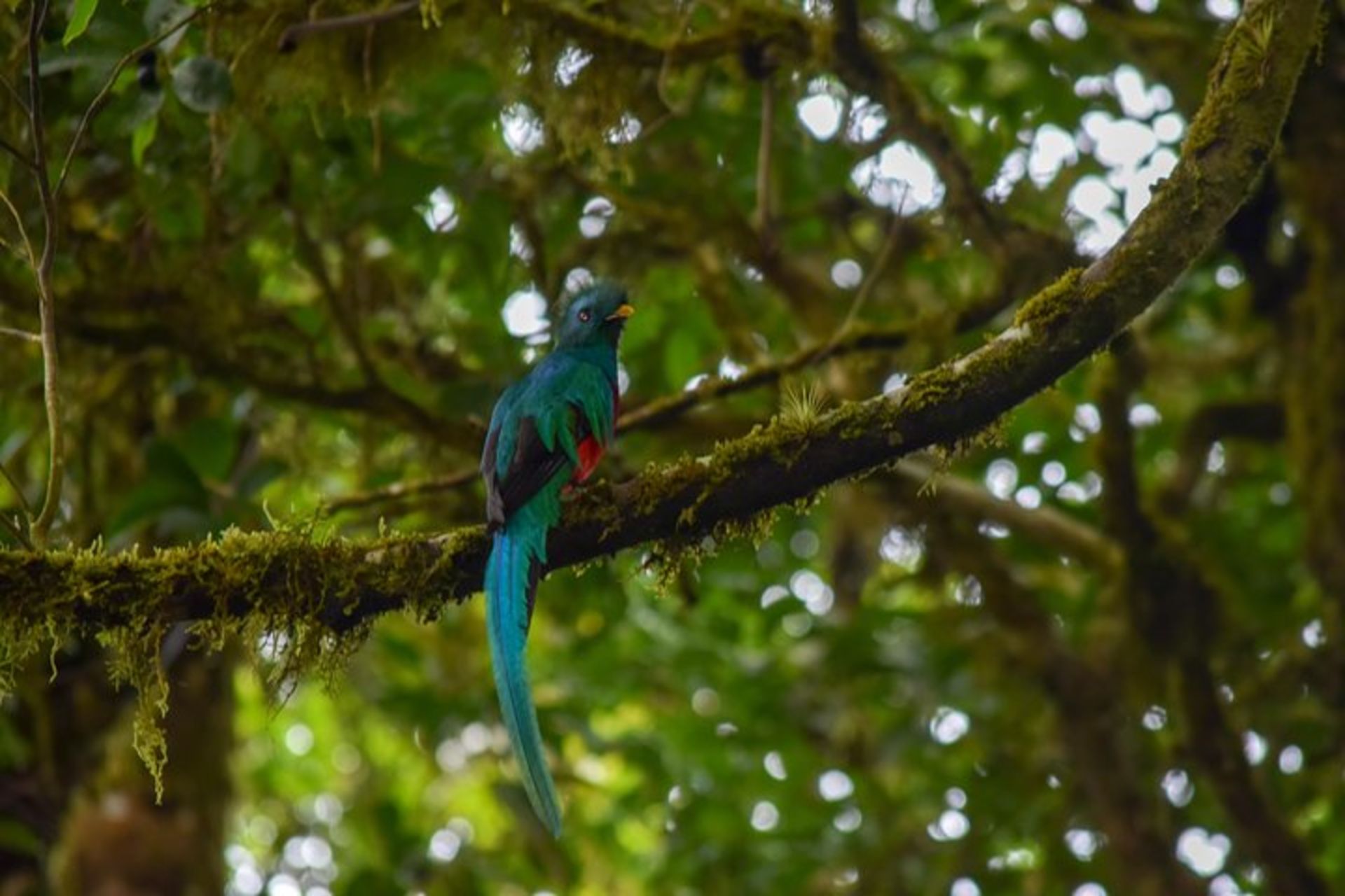 Birdwatching Curi Cancha Reserve with transport (Entrance fees NOT ...