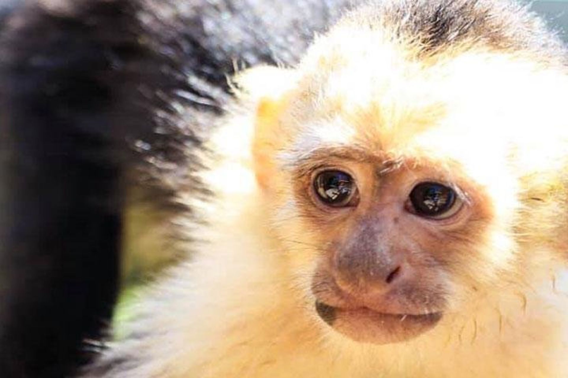 AJ's Sloth & Monkeys Family Excursion, City Tour & Private Transfer ...