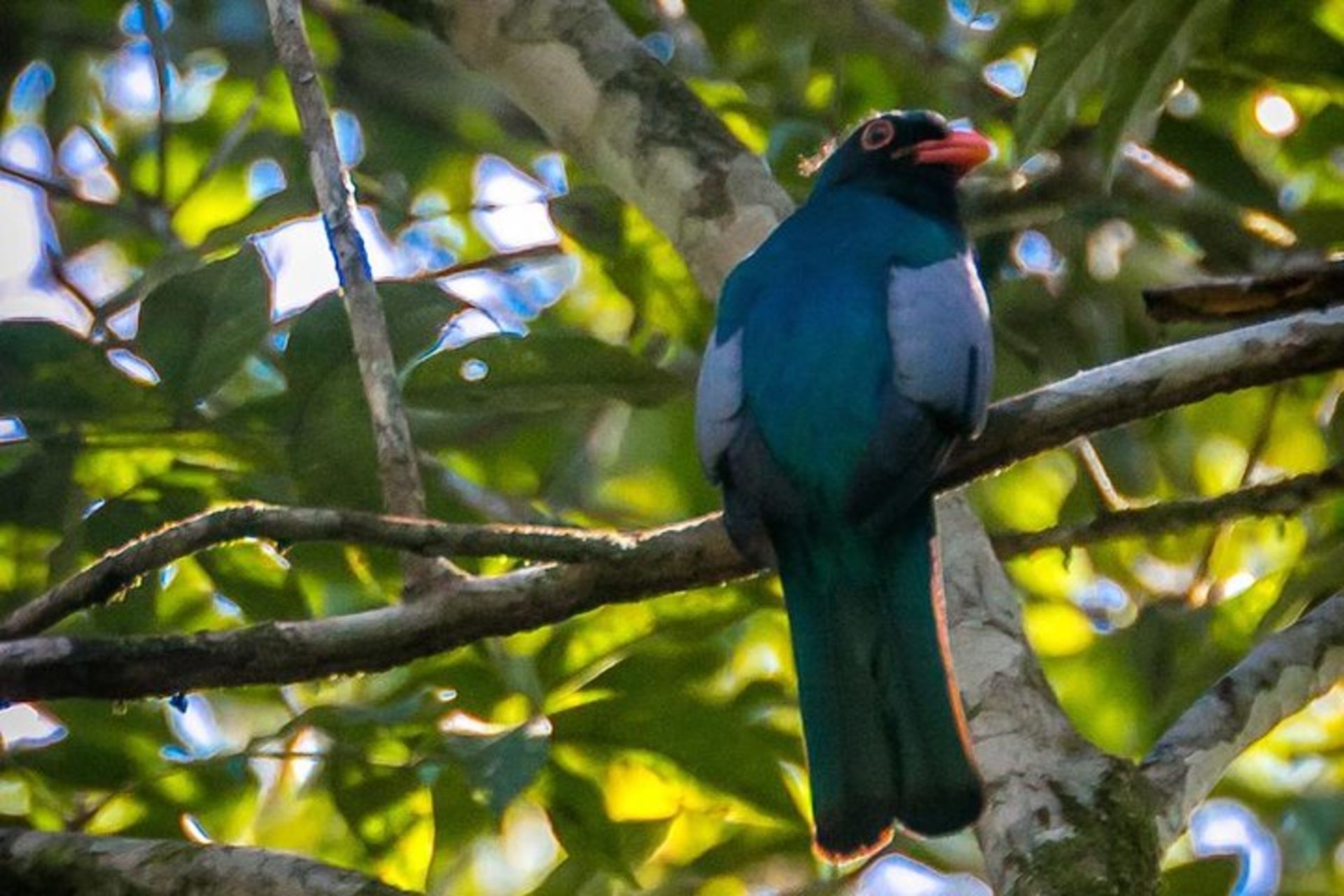 Explore Cockscomb Wildlife Sanctuary Jungle Hike, River Tubing, Private ...
