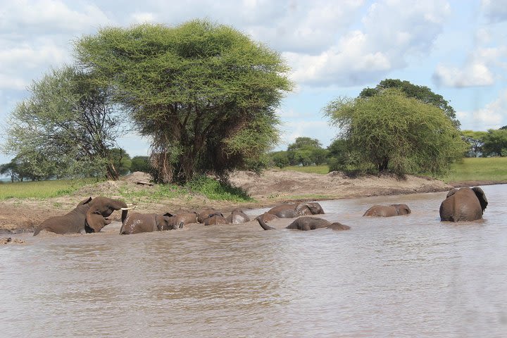 Jambo Jambo 3 Days Safari-Serengeti One Safaris