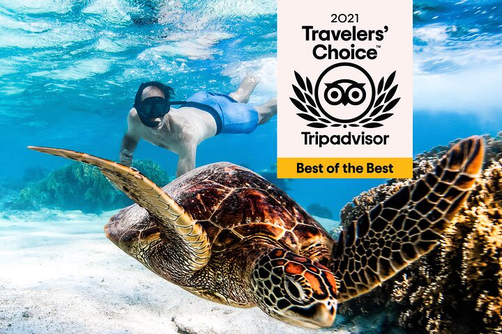 Cook Islands Turtle Tour-Charlotte Piho Photography Experiences - Cook ...