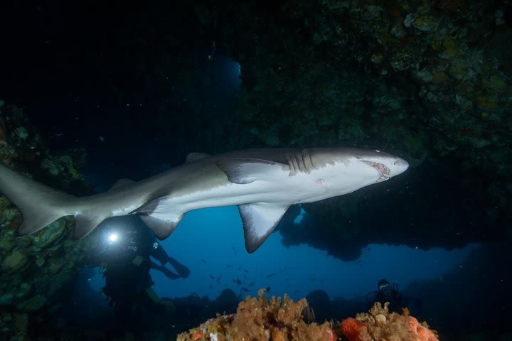 Rottnest Island Deep Dive Day Trips-Blue Destiny Boat Charters