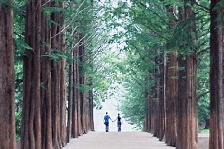 Four Seasons of Nami Island (Full Day)-VIP TRAVEL
