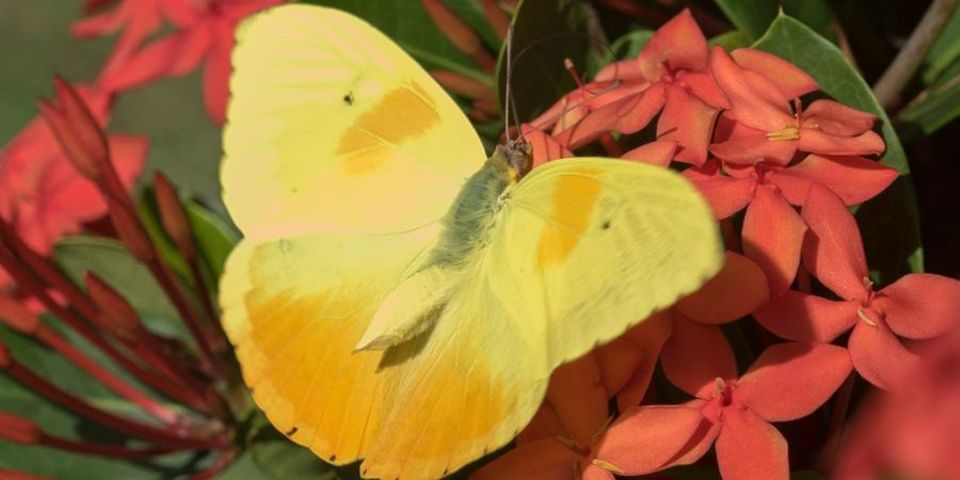 Butterfly Garden Group Guided Tour with Transport-Butterfly Sanctuary ...