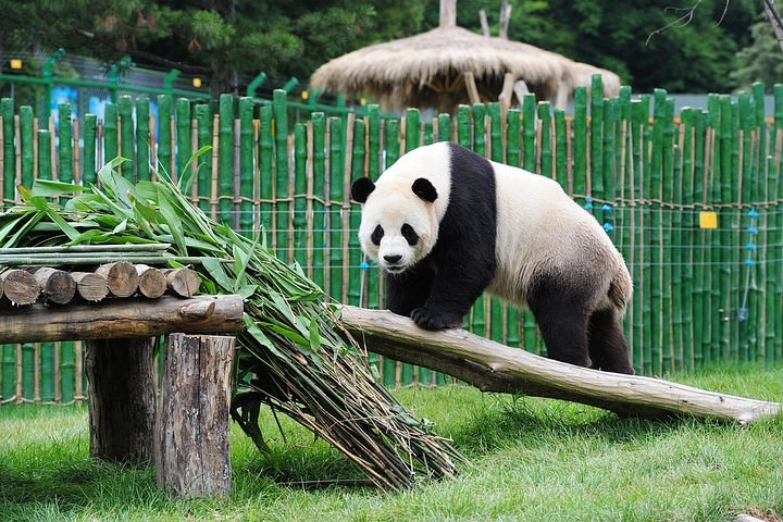 Beijing Lama Temple, Panda Garden and Ancient Altar Private One Day ...