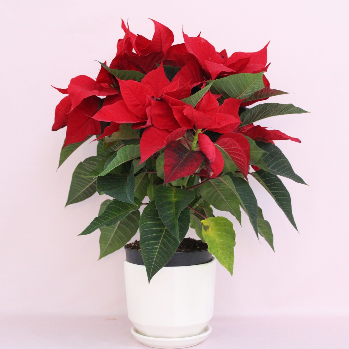 Flower Delivery Dubai-UAE | Your Online Flower Shop | Aroma Flowers