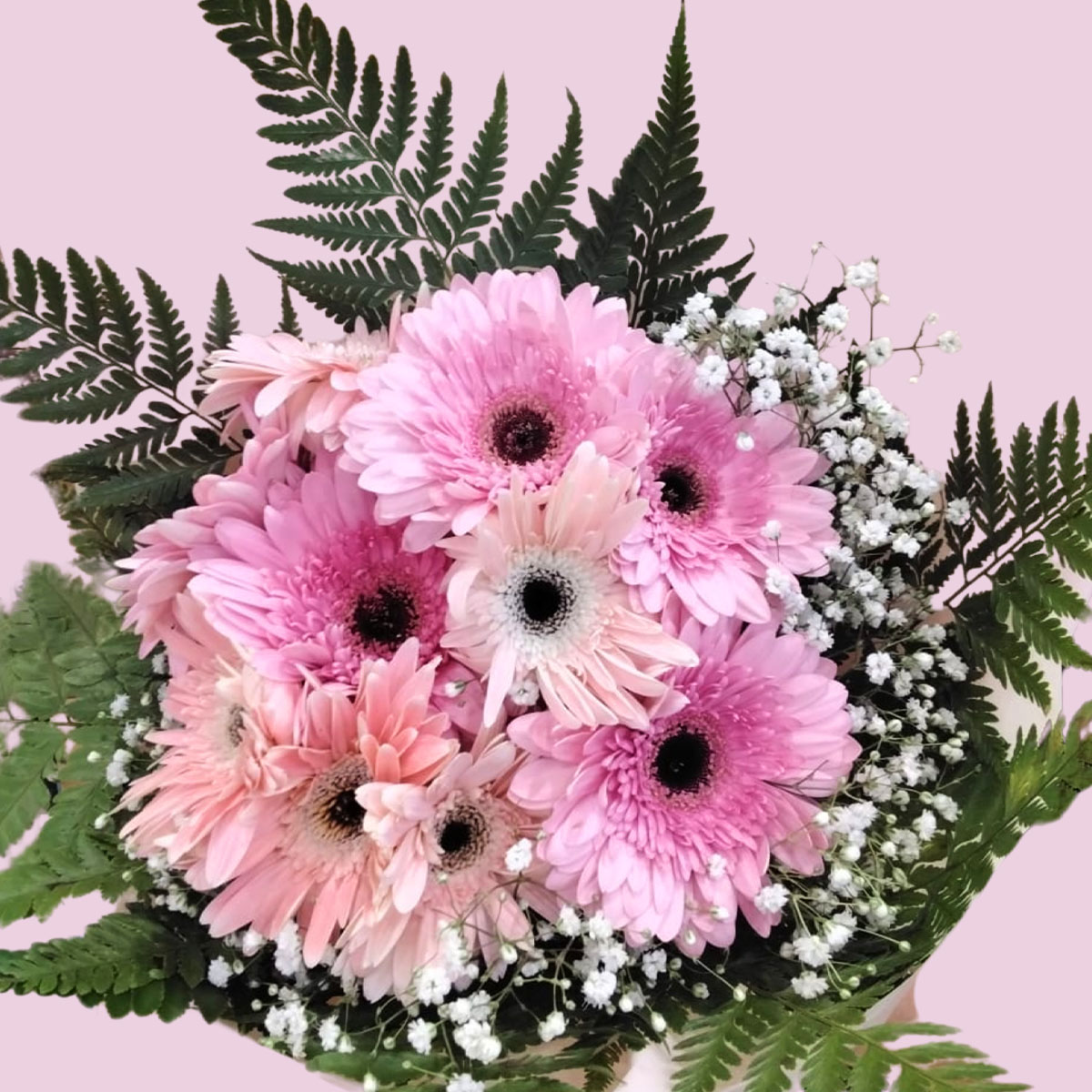 Pink gerbera store