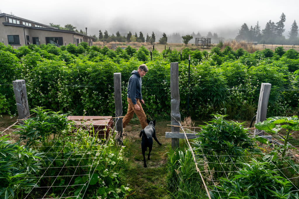 Cal Poly Humboldt Emerald Triangle Cannabis Genetics Study | BestColleges