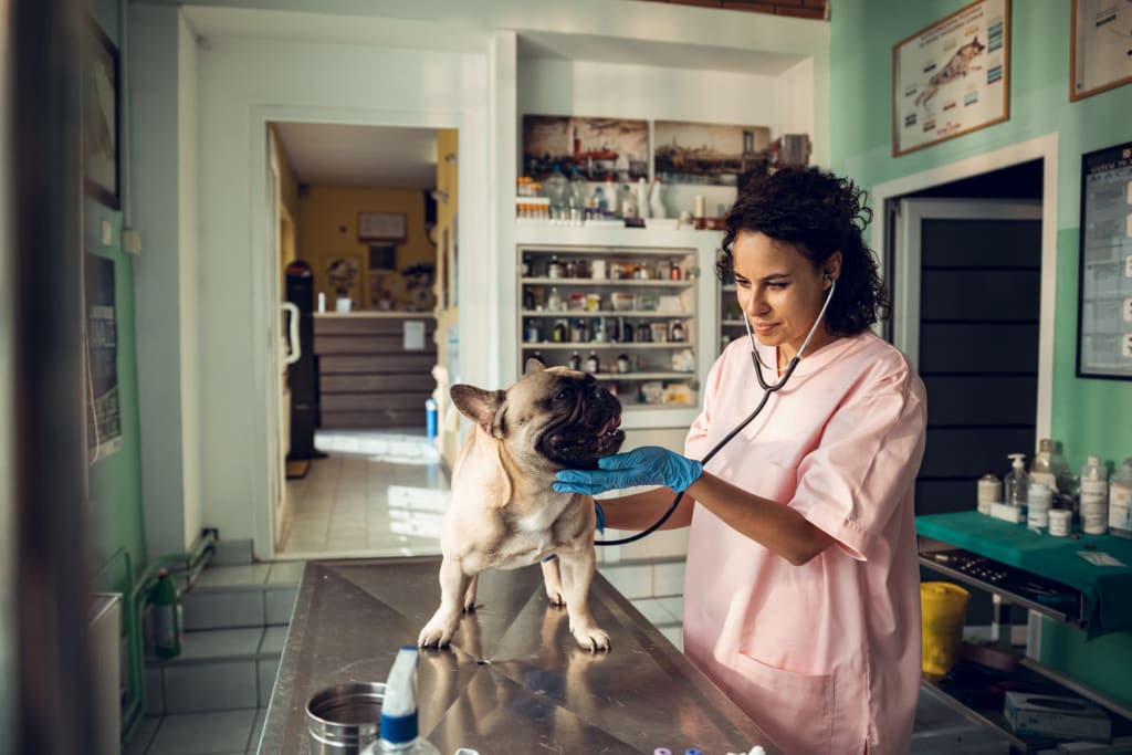 10 Fulfilling Jobs in the Veterinary Field | BestColleges