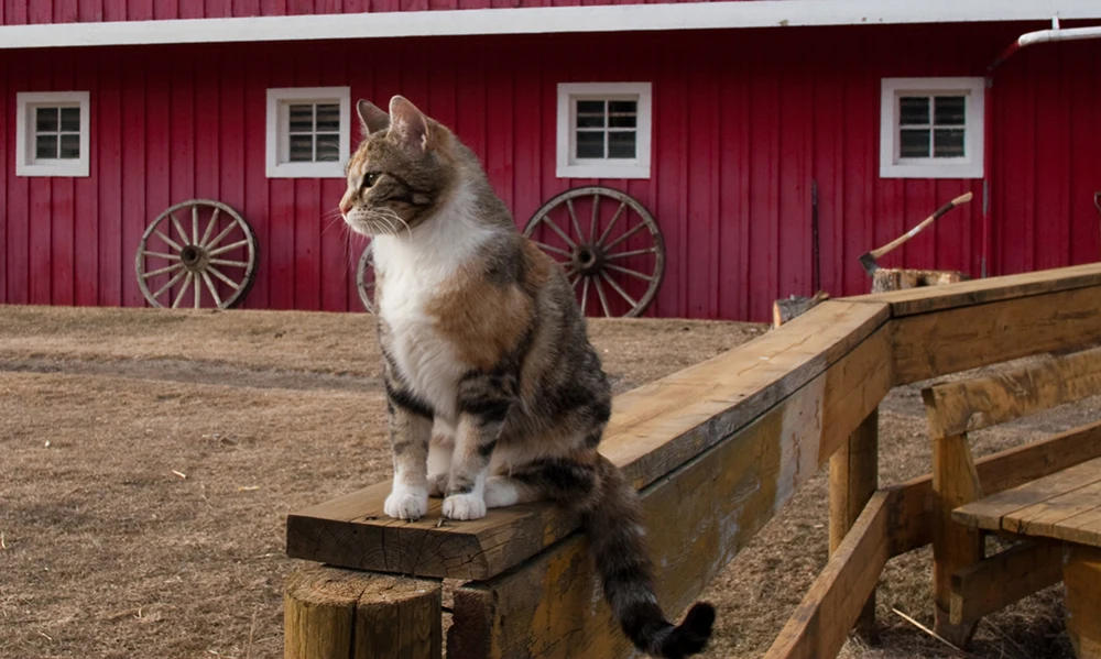 Working Cats Program | Hillsborough County, FL